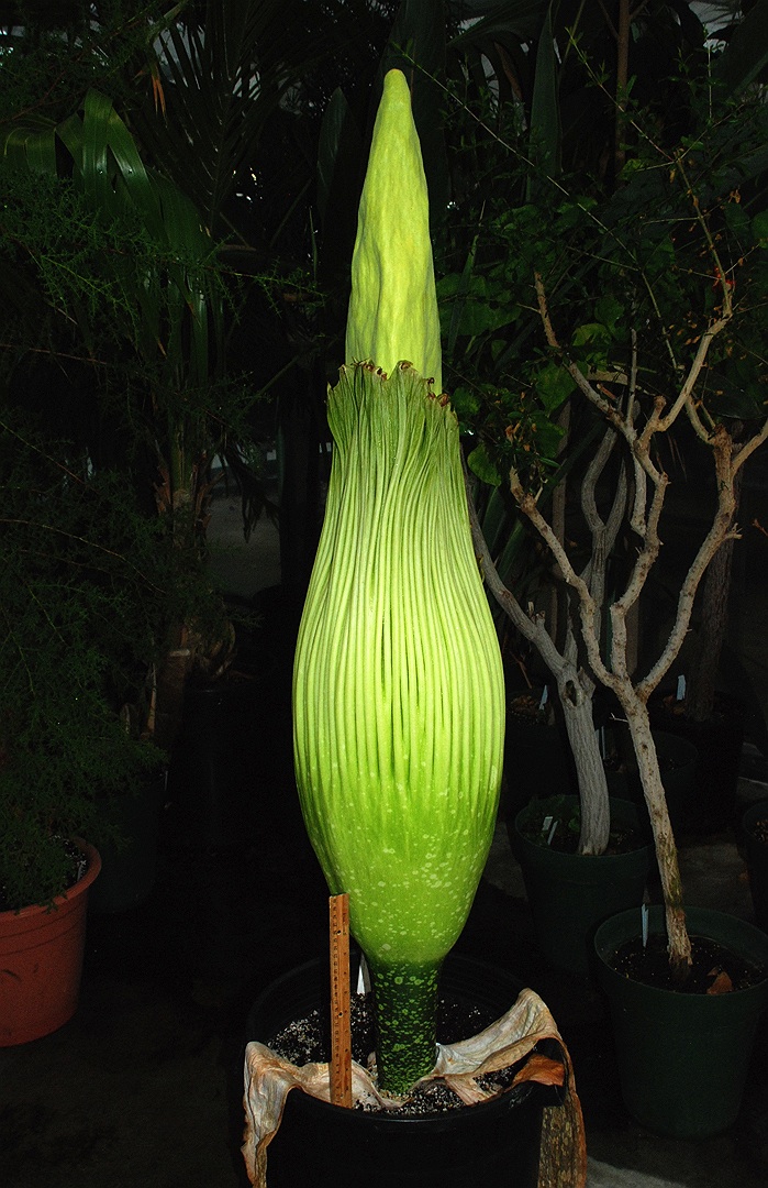 A titan arum, a rare odoriferous plant, blooms at Harvard | Harvard ...