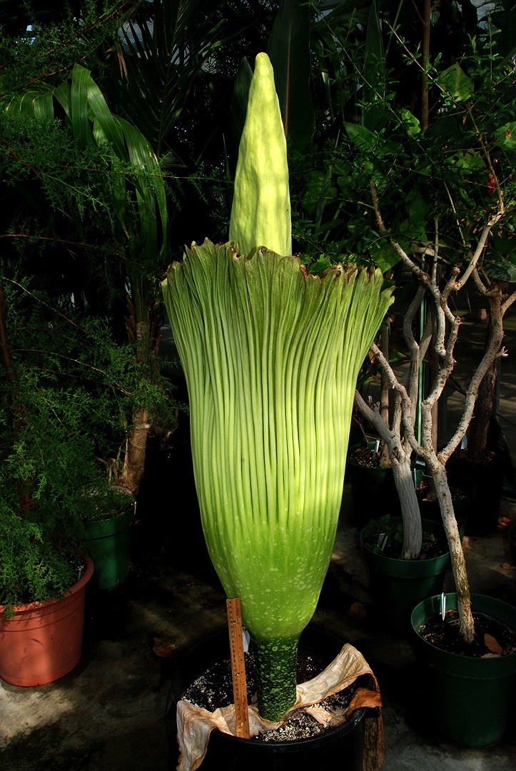 A titan arum, a rare odoriferous plant, blooms at Harvard | Harvard ...