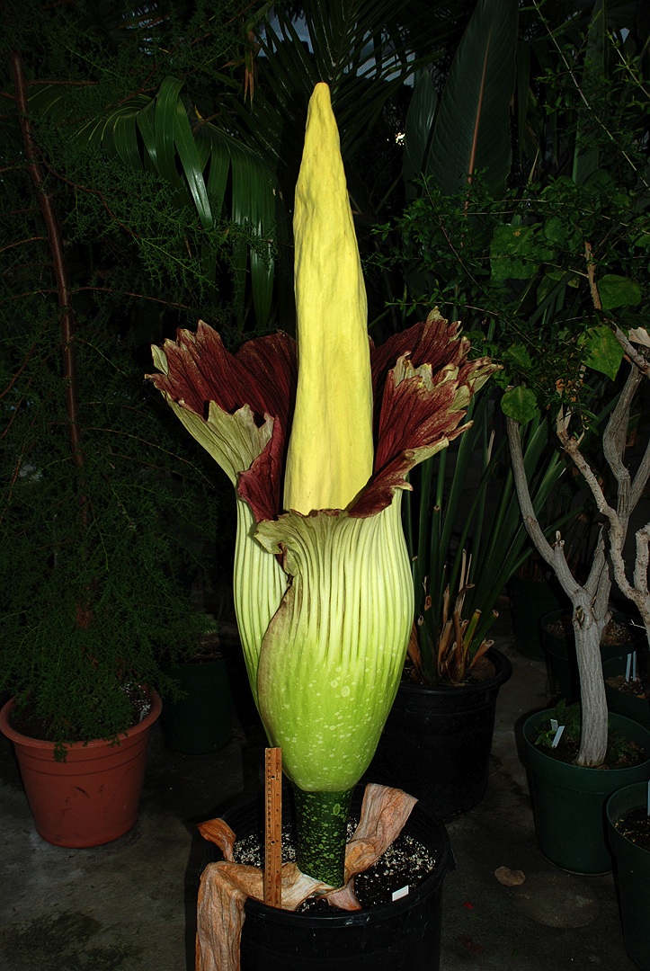A titan arum, a rare odoriferous plant, blooms at Harvard | Harvard ...