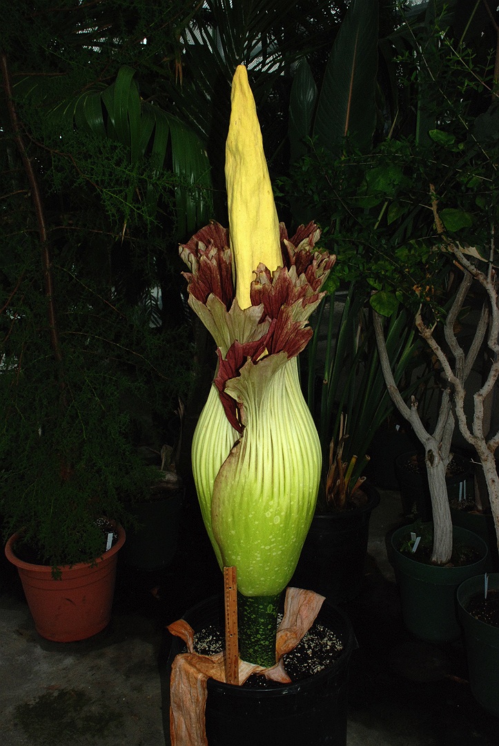 A titan arum, a rare odoriferous plant, blooms at Harvard | Harvard ...