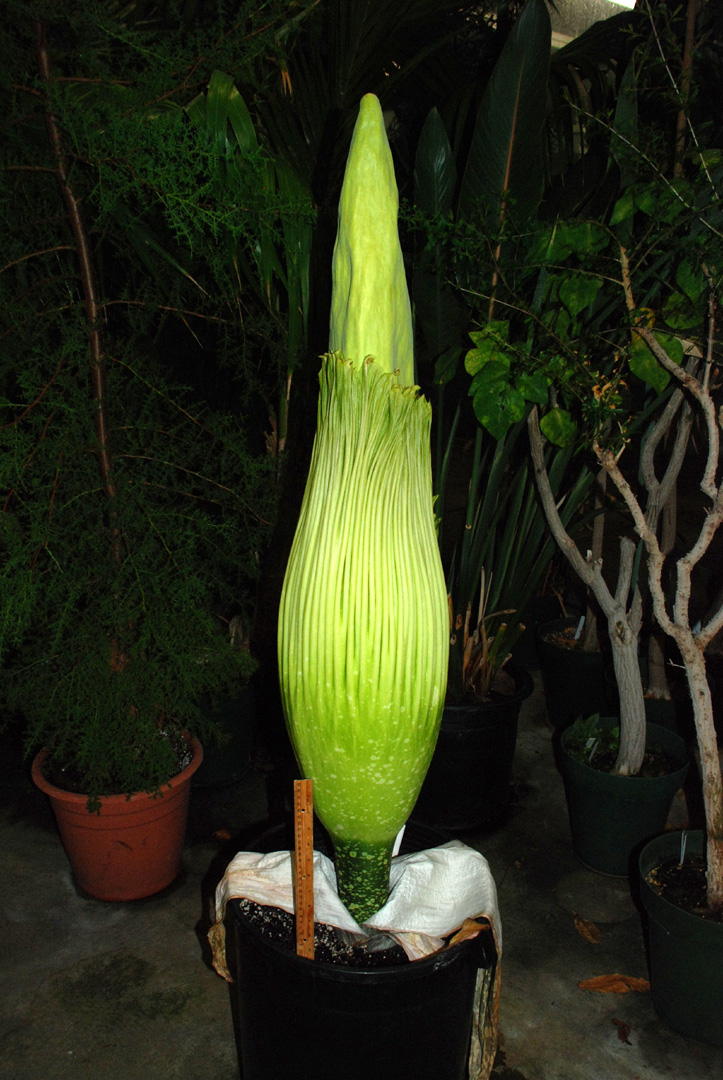 Rare Titan Arum "Carrion Flower" Set To Bloom in a Harvard Greenhouse ...