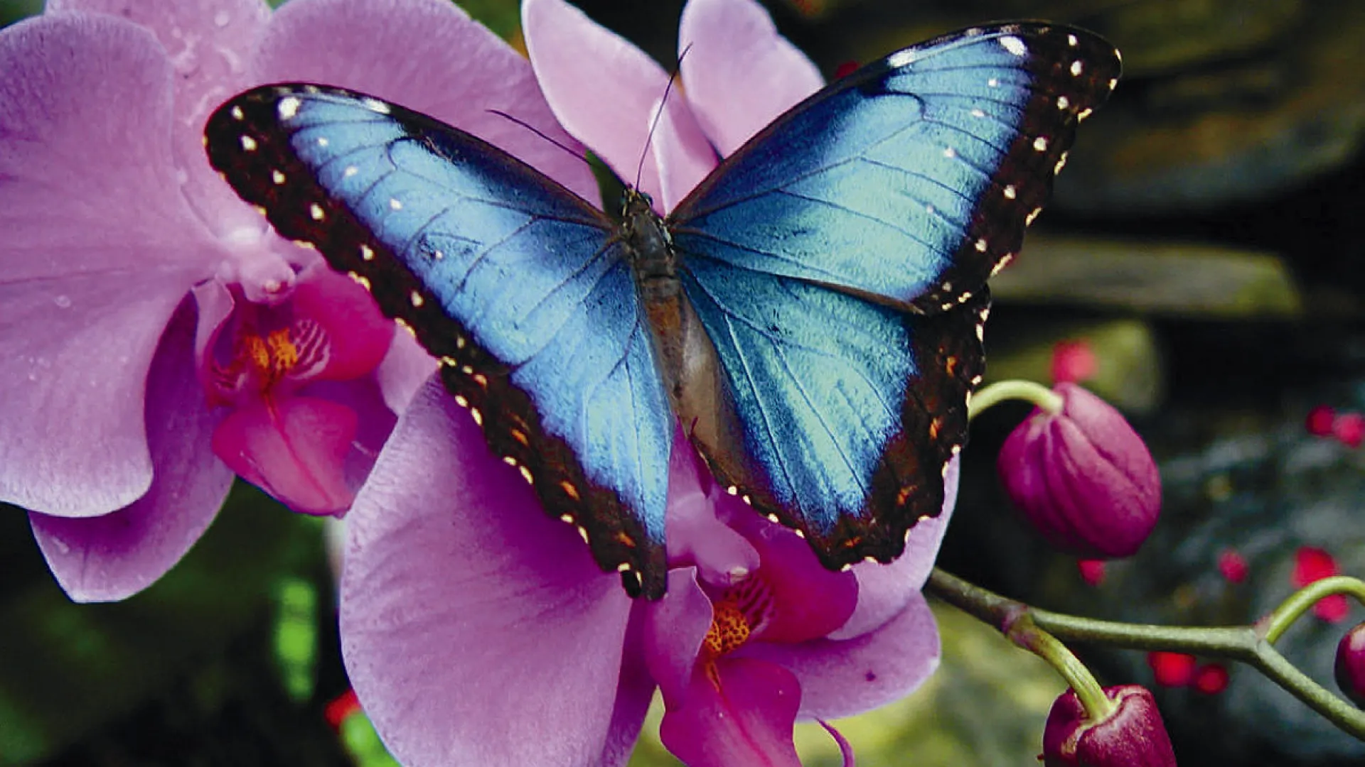 Free to Fly | Harvard Magazine