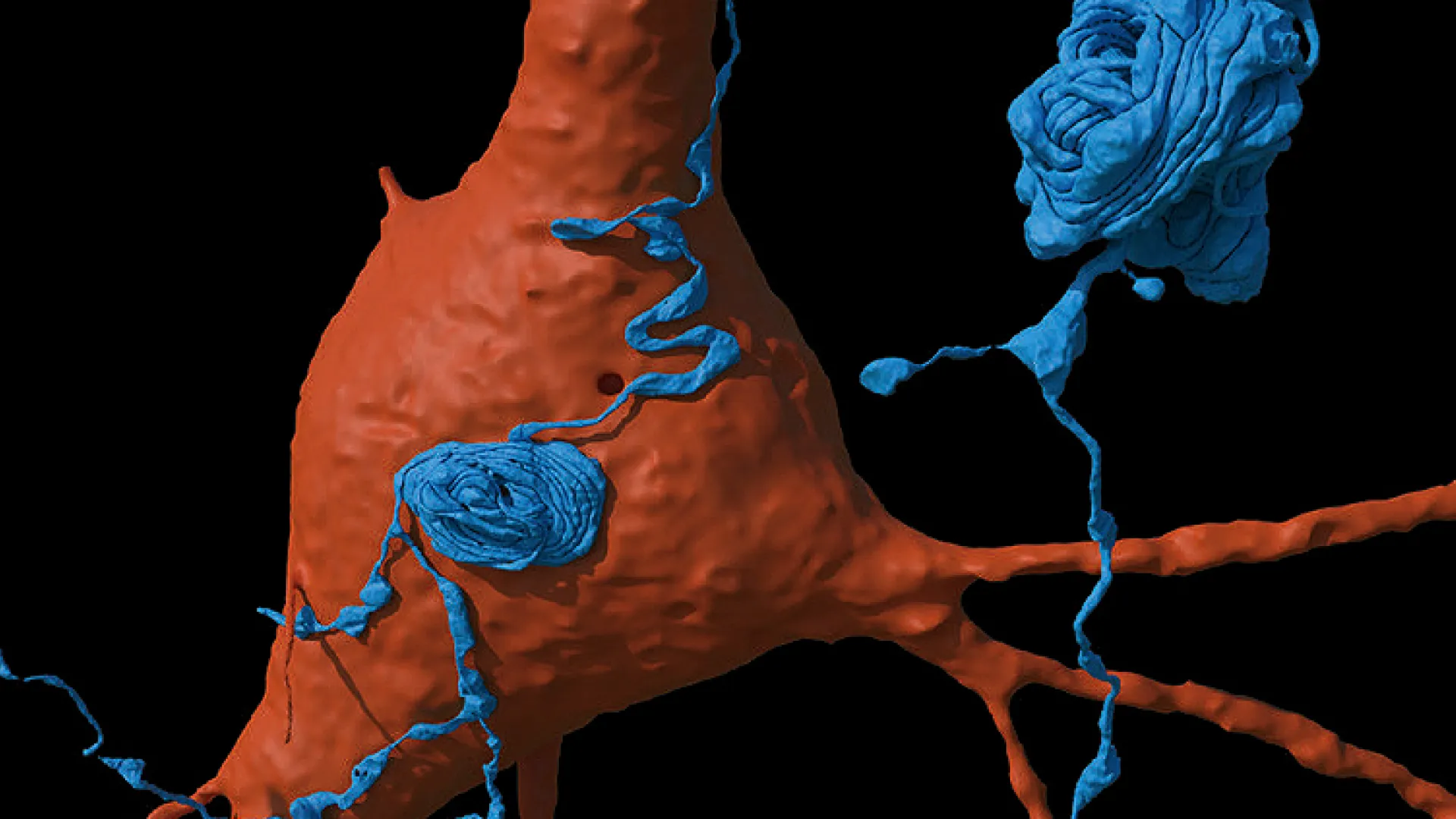 Brain Mapping Suggests How Memories are Stored | Harvard Magazine