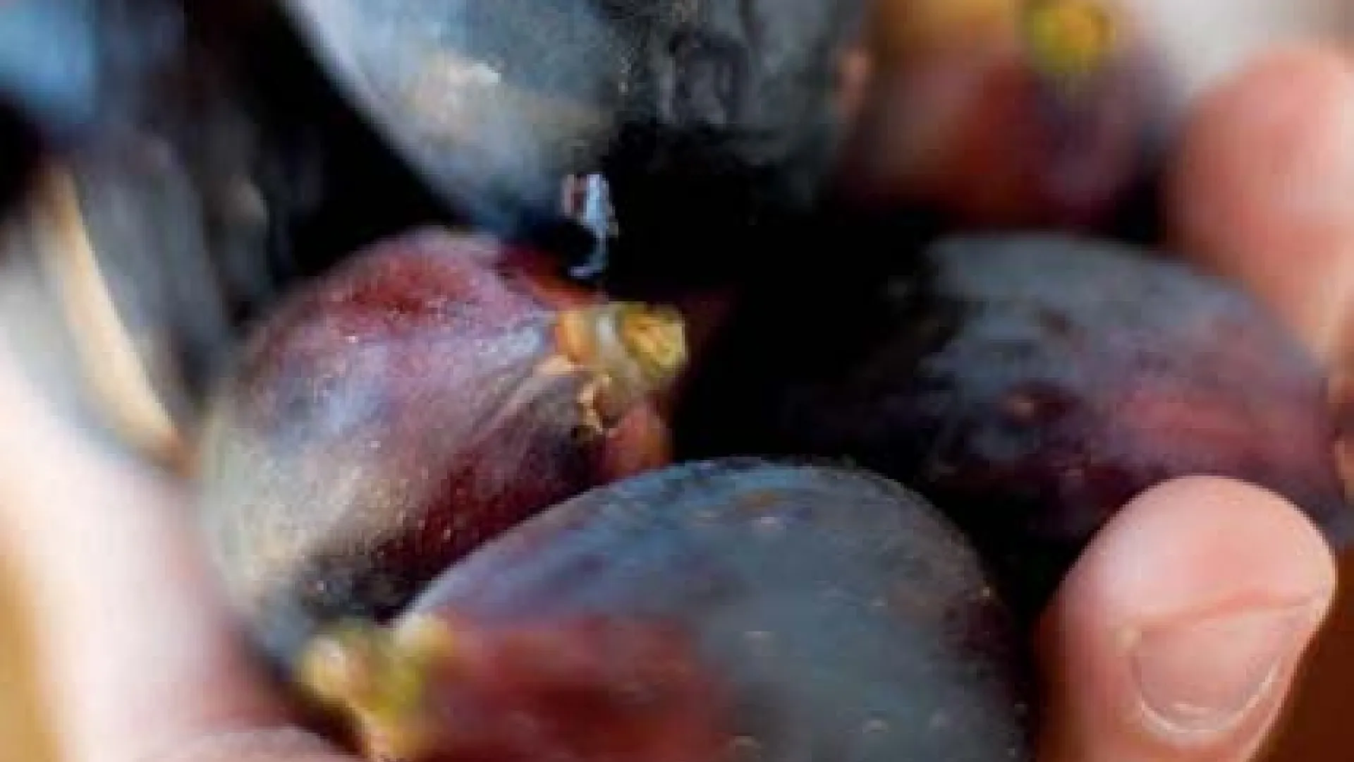 Figs were the first cultivated plant | Harvard Magazine