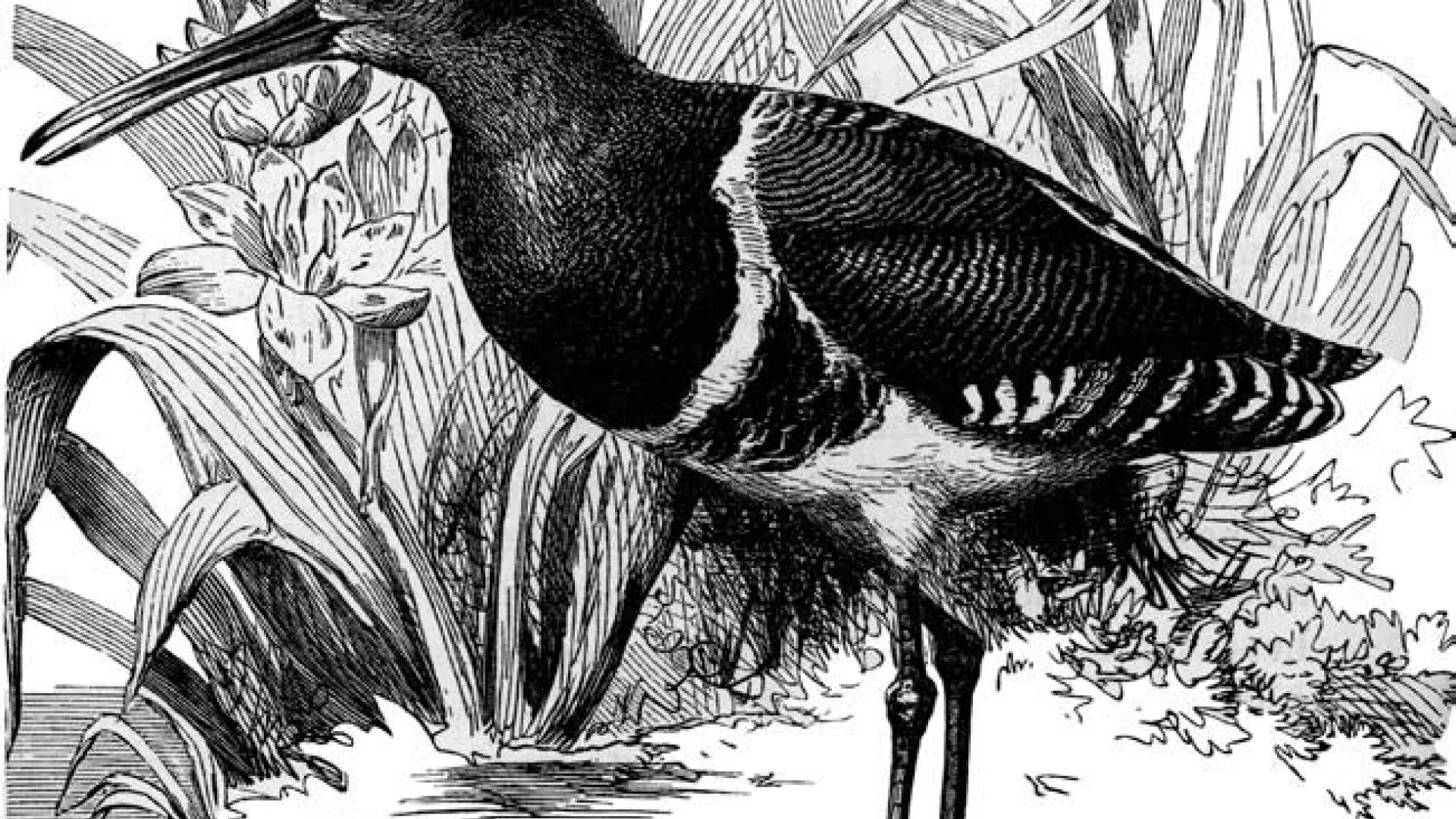 Intelligent Evolution | Harvard Magazine