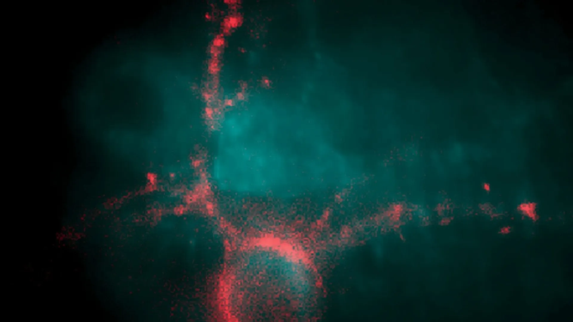 In Adam Cohen's lab, neurons to light up as they fire | Harvard Magazine