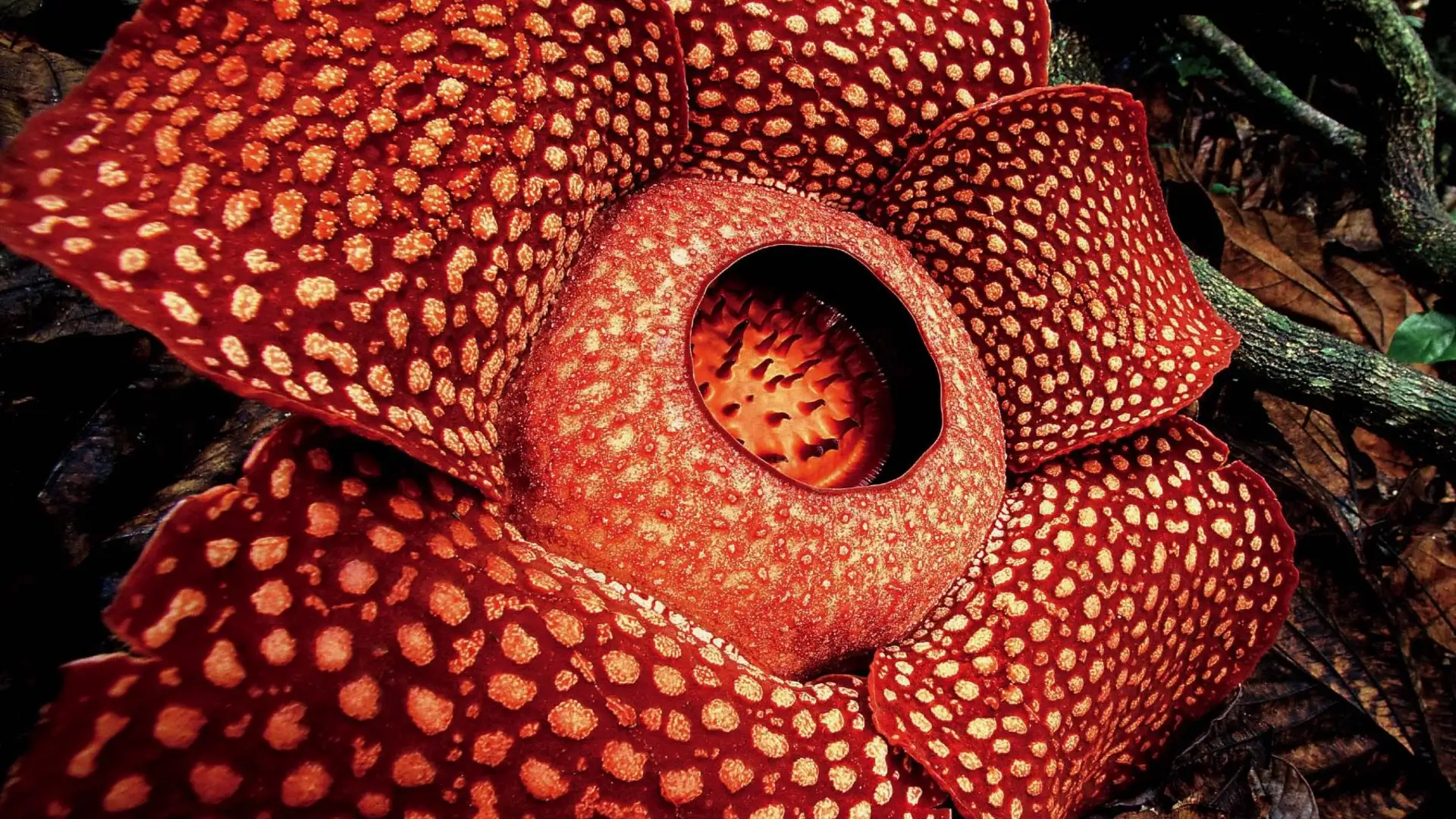 The largest flower in the world is a parasite | Harvard Magazine