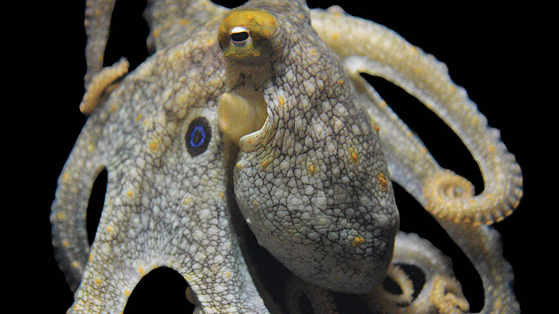 octopus dissection guide