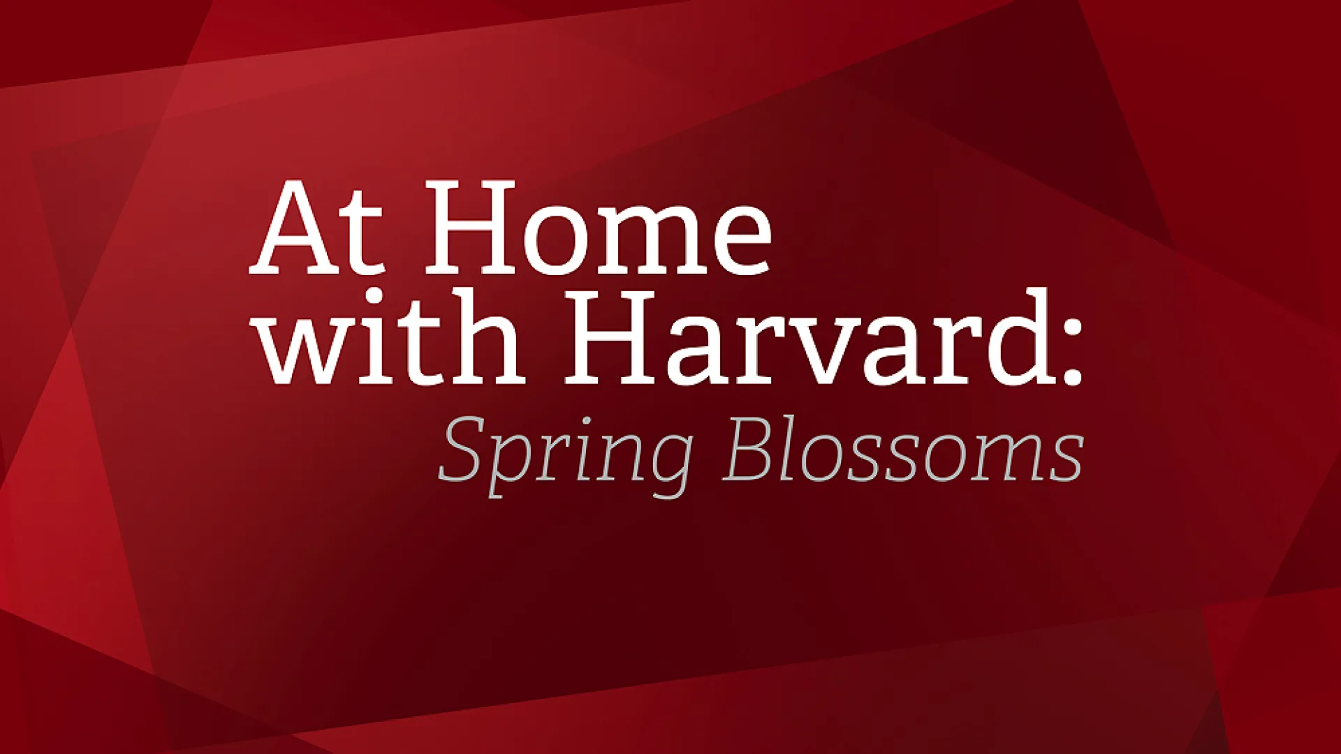 At Home with Harvard: Spring Blooms | Harvard Magazine
