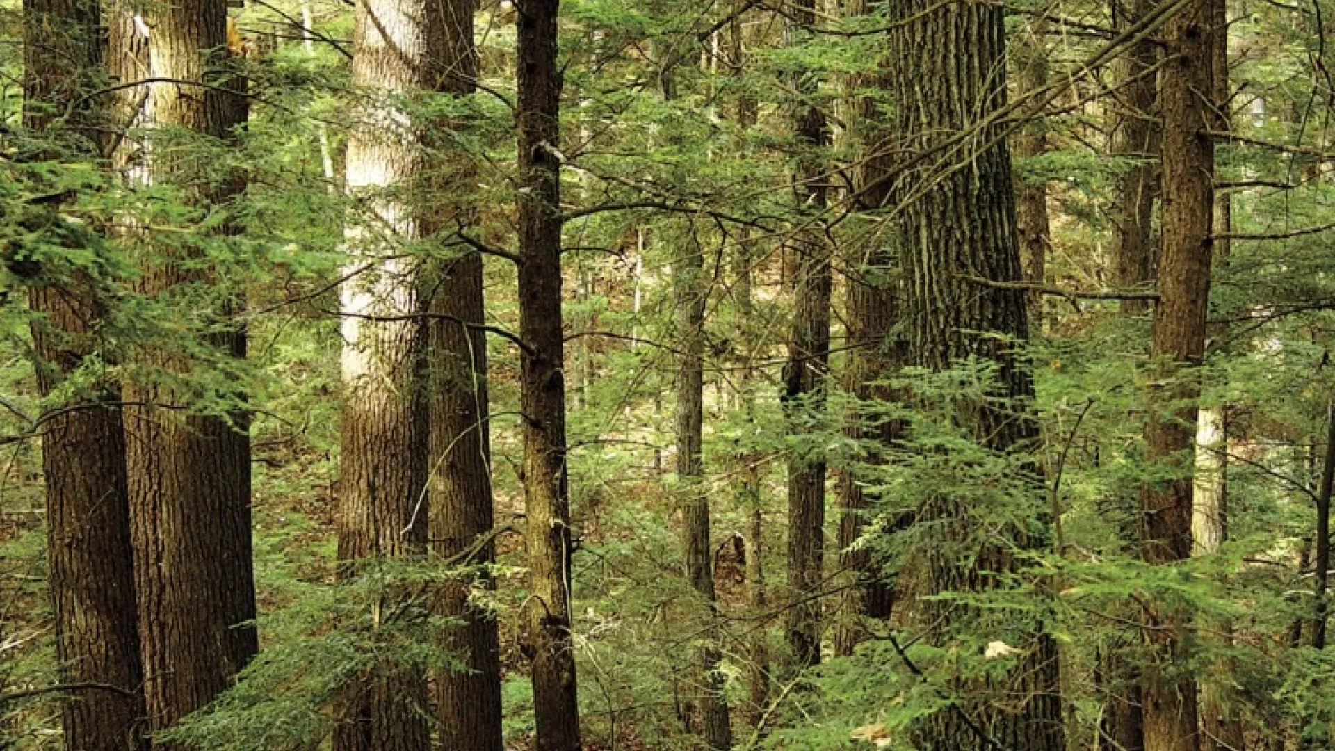 Harvard researcher David Foster on the slow death of the hemlock tree ...