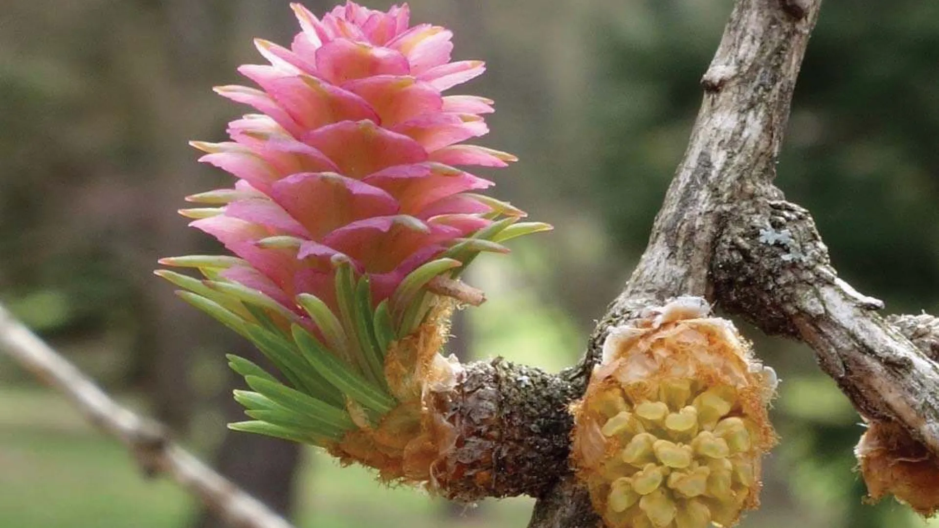 Ephemeral events in the lives of plants | Harvard Magazine