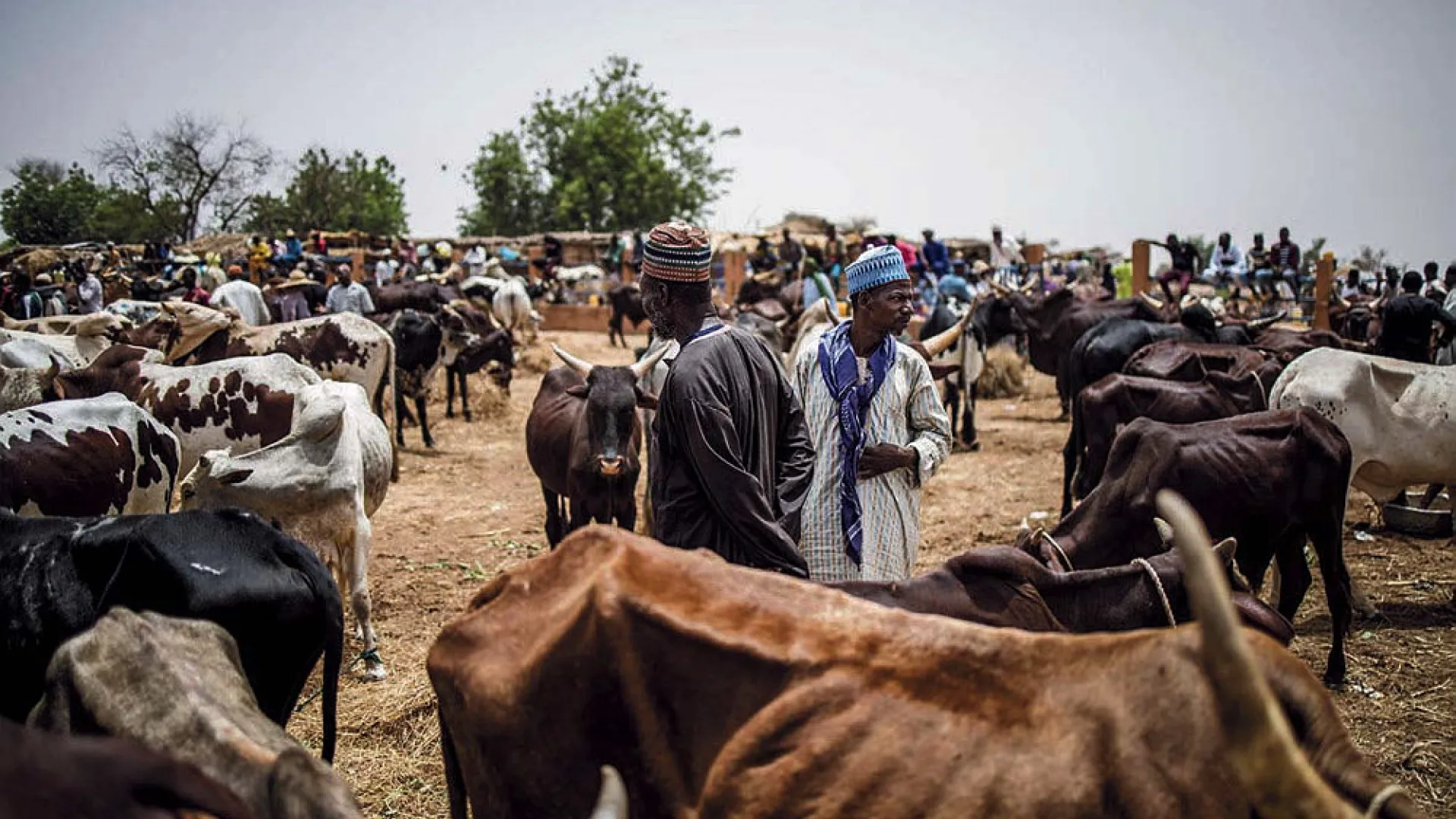 A Climate Refugee Crisis in the Offing | Harvard Magazine
