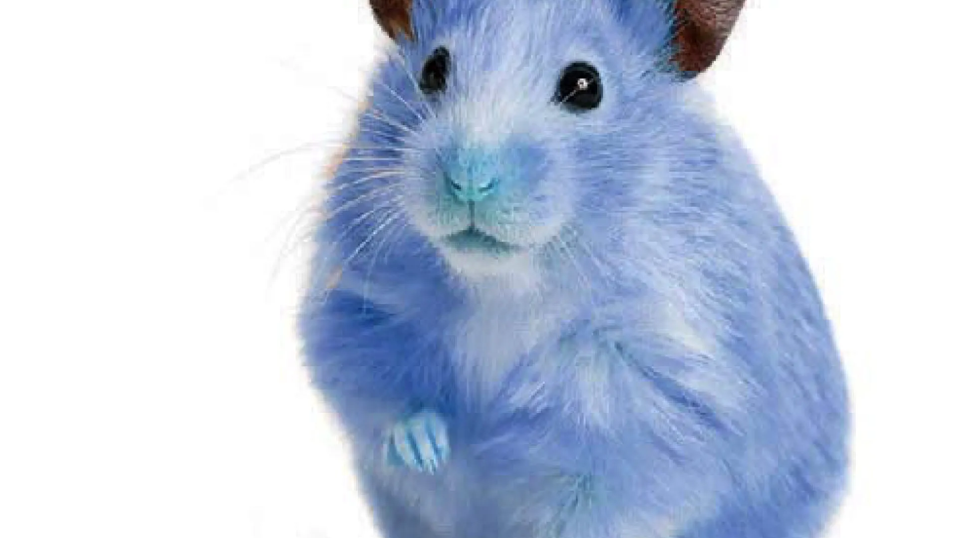 blue hamsters