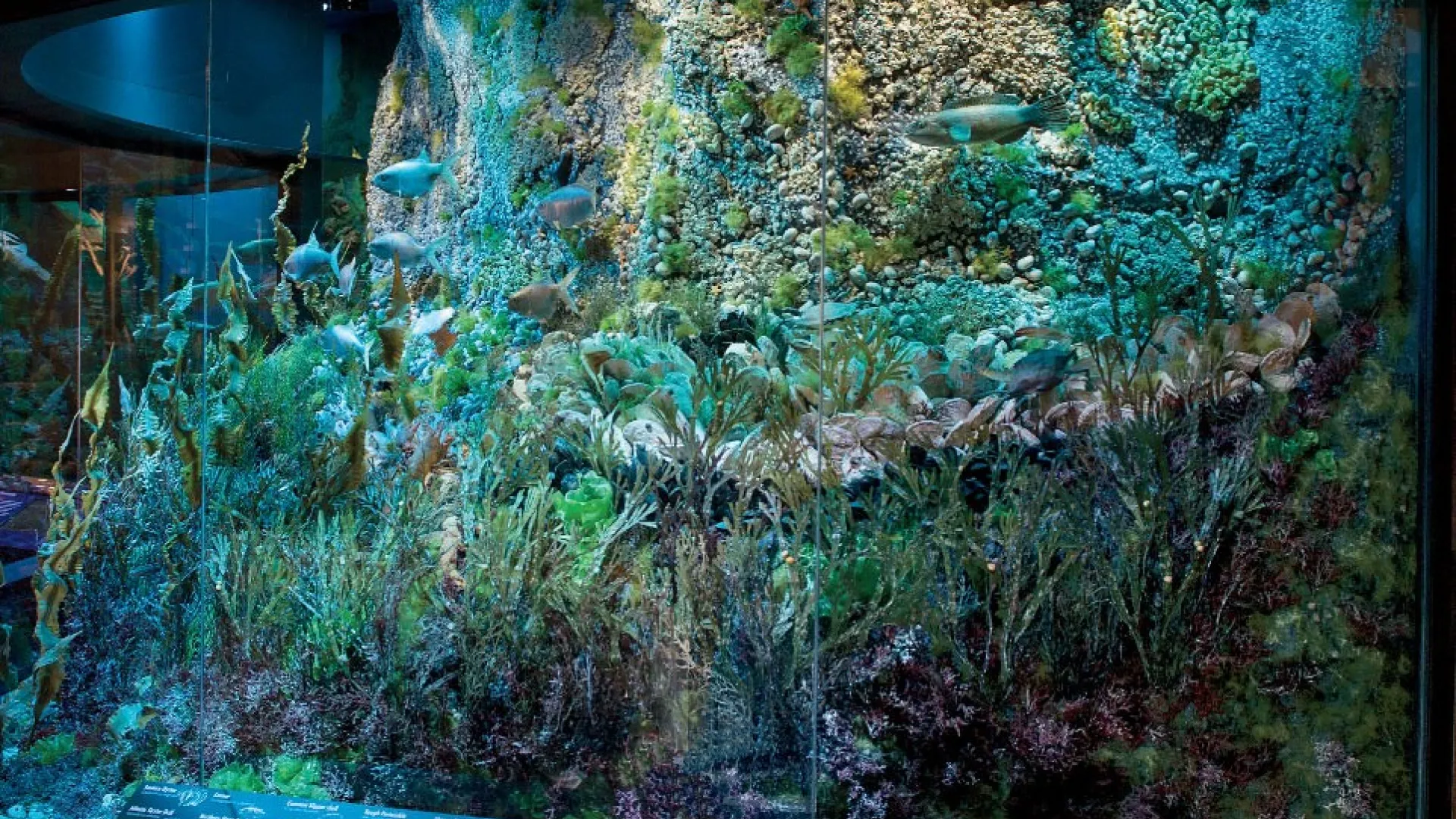 Marine life exhibit debuts at Harvard Museum of Natural History ...