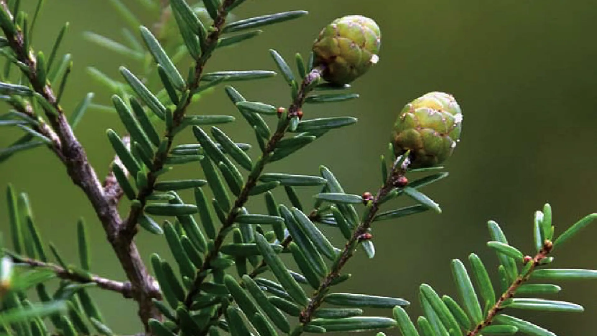 Seeking Tsuga chinensis seed | Harvard Magazine