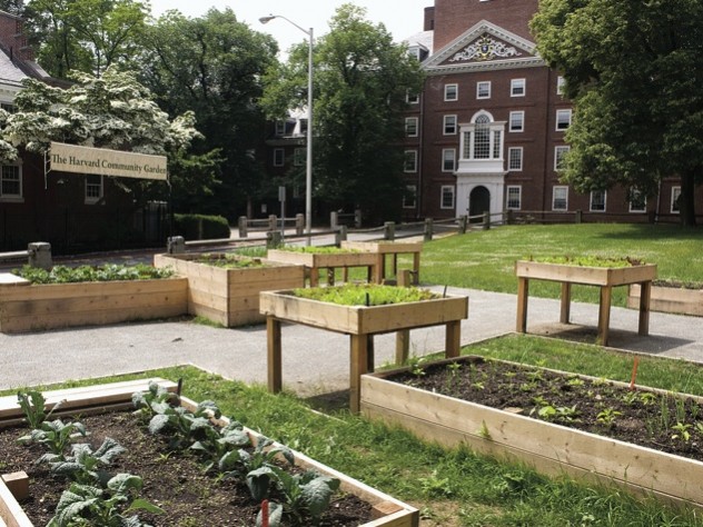 Yamamoto at Harvard, and a Harvard Community Garden | Harvard Magazine