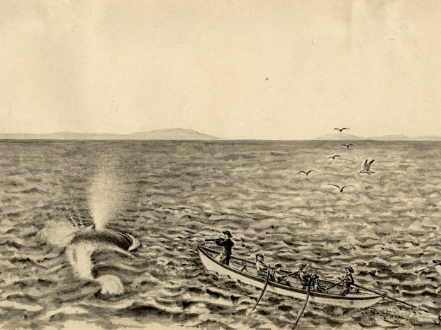 Ernst Mayr Library shows zoological artwork by Agassiz student James ...