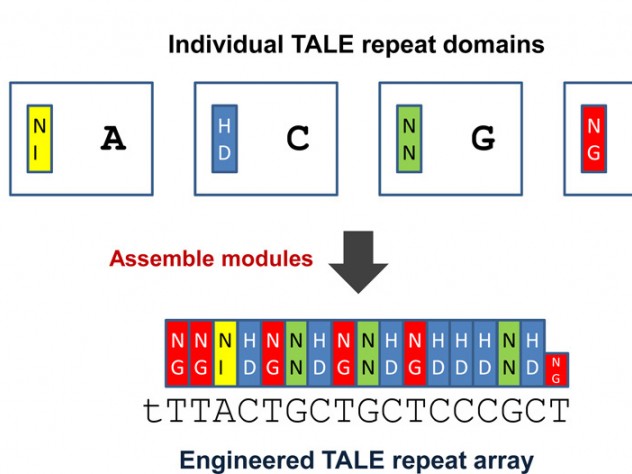 Harvard researchers develop new methods to precisely engineer genomes ...