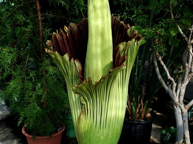 A titan arum, a rare odoriferous plant, blooms at Harvard | Harvard ...