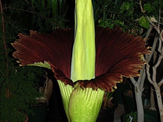 A titan arum, a rare odoriferous plant, blooms at Harvard | Harvard ...