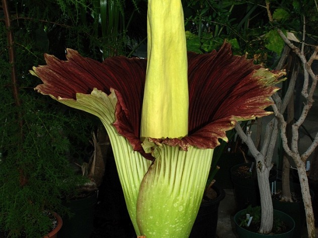 A titan arum, a rare odoriferous plant, blooms at Harvard | Harvard ...
