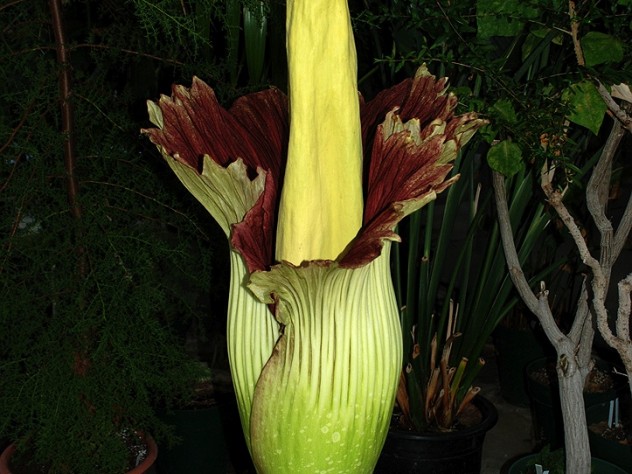 A titan arum, a rare odoriferous plant, blooms at Harvard | Harvard ...