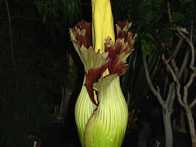 A titan arum, a rare odoriferous plant, blooms at Harvard | Harvard ...