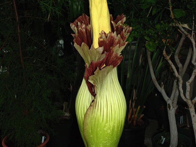 A titan arum, a rare odoriferous plant, blooms at Harvard | Harvard ...